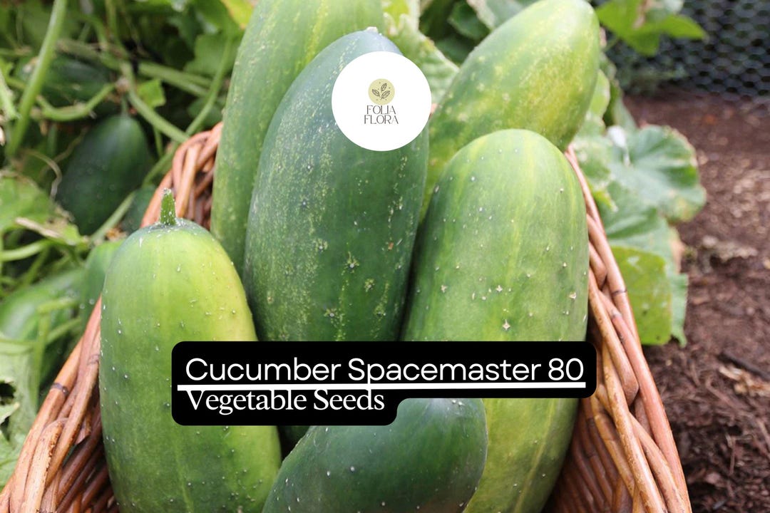 50 Seeds Spacemaster 80 Cucumber, Compact and Productive Variety for ...