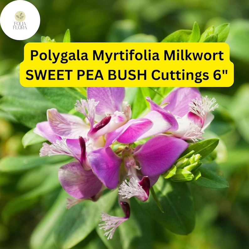 Polygala Myrtifolia ‘sweet Pea Bush’ | 7 Live 6” Unrooted Cuttings ...