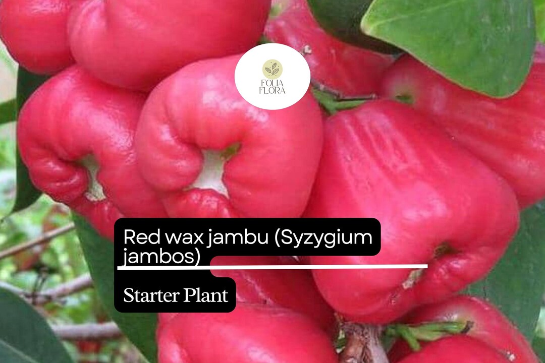 1 Starter Plant Red Wax Jambu Tree (syzygium Jambos) Live Fruit Tree 12 ...