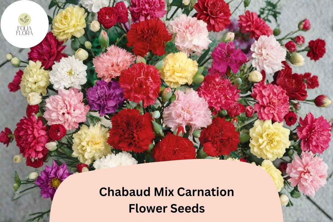 200+ Chabaud Mix Carnation Seeds | Dianthus Caryophyllus | Colorful ...