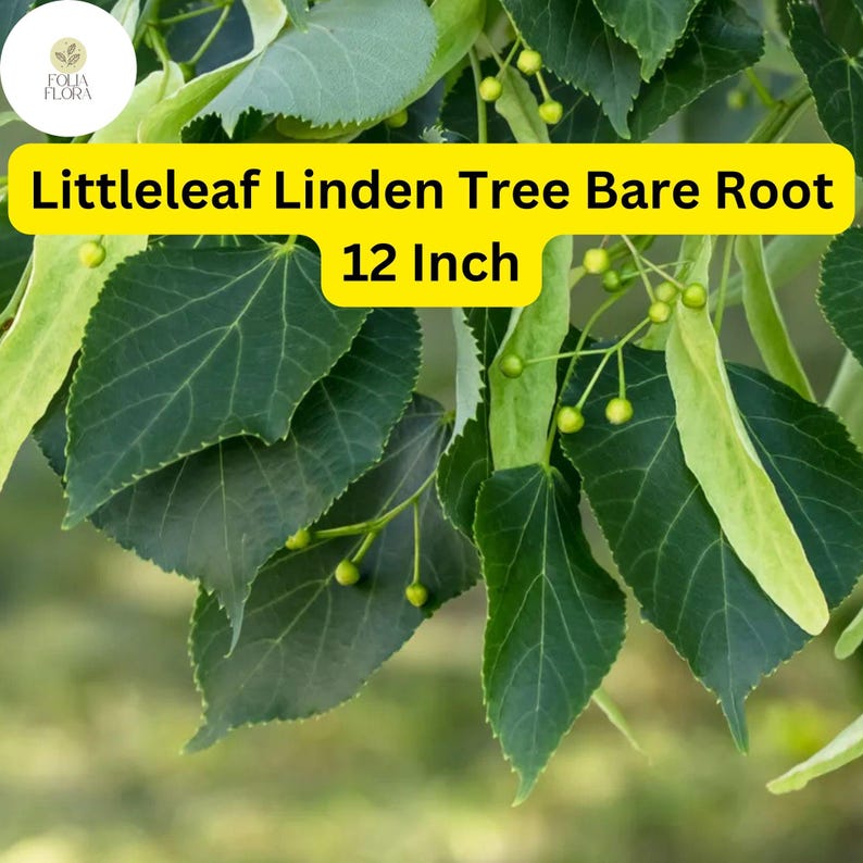 1 Tilia Cordata Littleleaf Linden Tree - Live Bare Root Plant 12 Inch ...