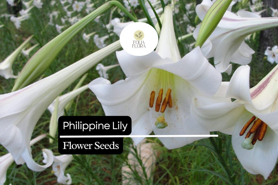 25 Philippine Lily Seeds | Rare Fragrant White Lilium Philippinense - Etsy