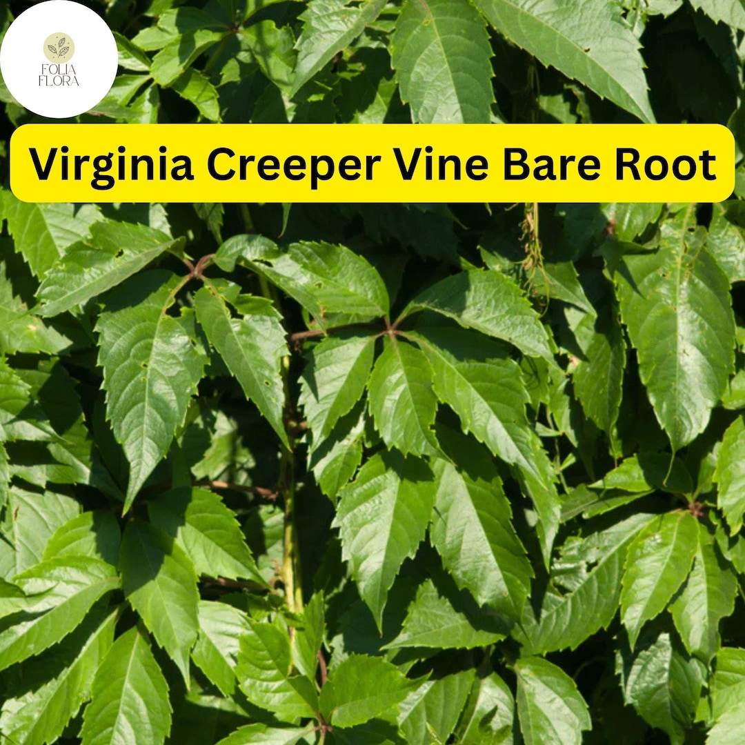 10 Virginia Creeper Vines, Parthenocissus Quinquefolia, Bare Root ...