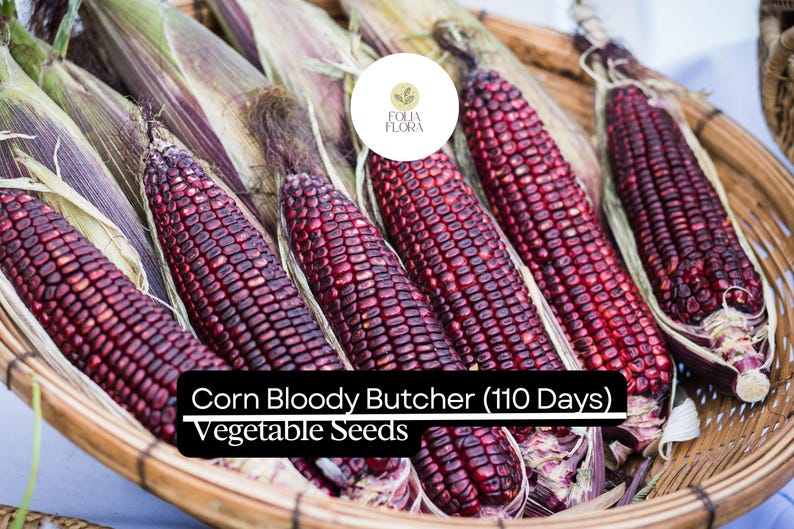 1/4 Oz Corn Bloody Butcher Seeds Zea Mays Heirloom Red Dent Corn Non ...