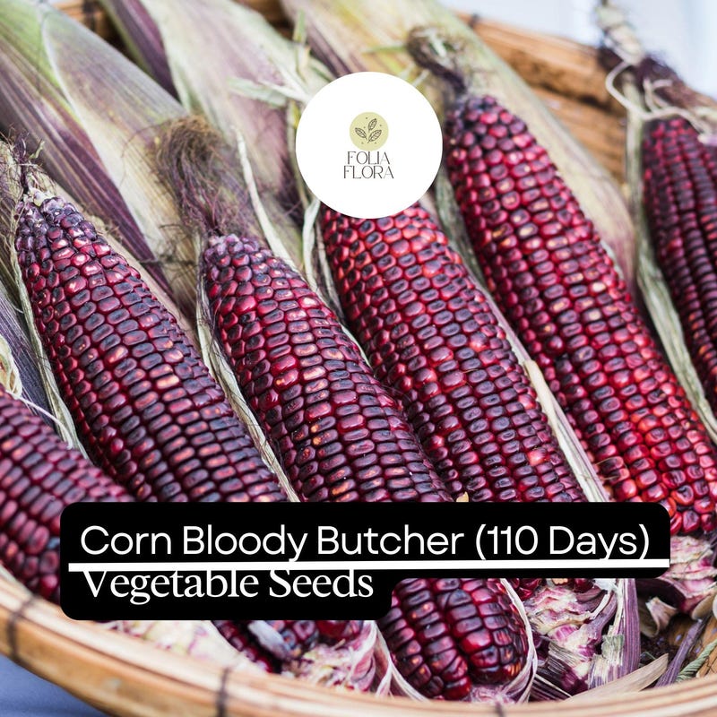 Heirloom Corn - Etsy