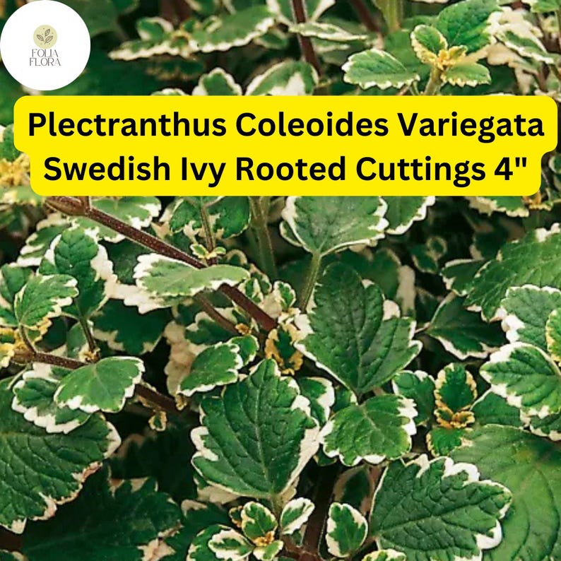 Plectranthus Coleoides ‘variegata’ | 3 Rooted Cuttings 4" Live Swedish ...