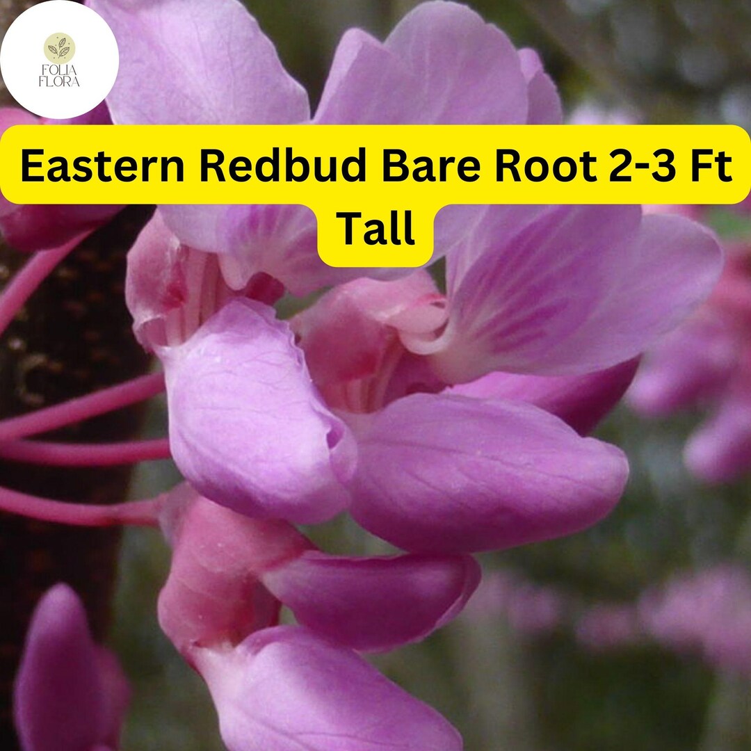 1 Eastern Redbud Tree, 2-3 Ft Tall, Live Bare Root Plant, Cercis ...