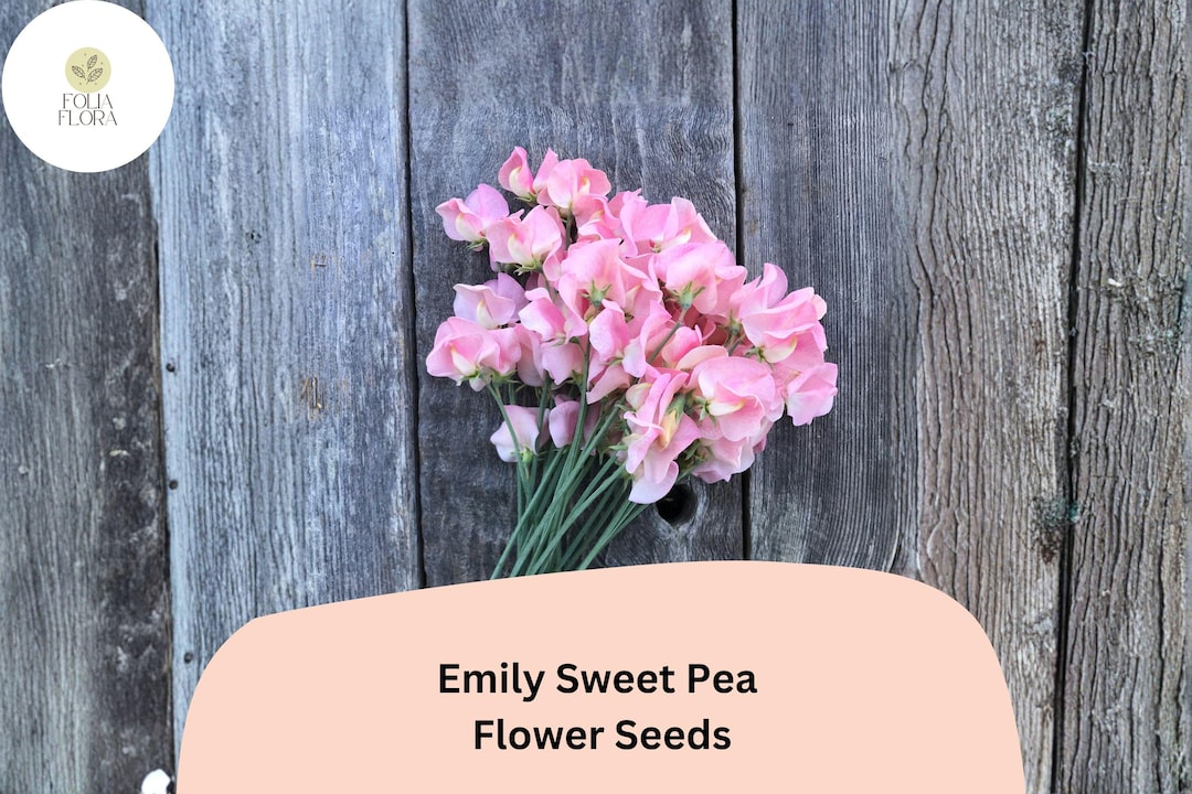 Emily Sweet Pea Seeds | Lathyrus Odoratus Soft Pink Blooms Garden ...