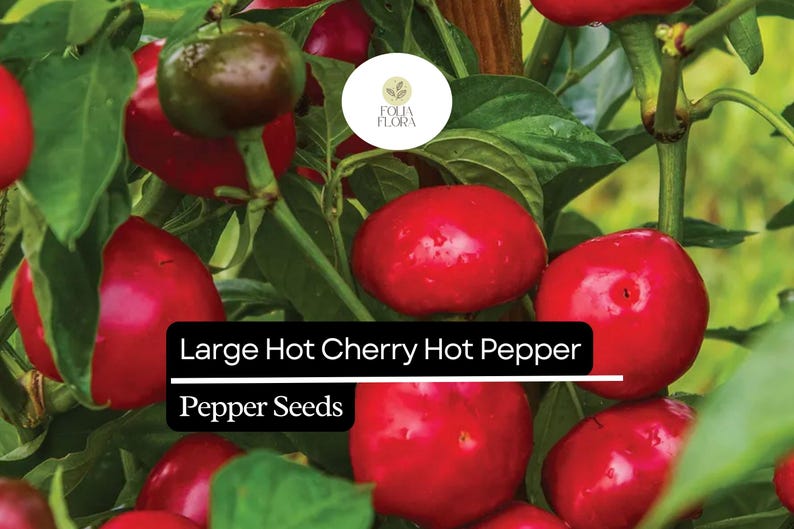 250mg Large Hot Cherry Pepper Seeds Capsicum Annuum | Medium-hot, Non ...