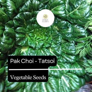 500mg Pak Choi Tatsoi Seeds Brassica Rapa for Planting | Heirloom Asian ...