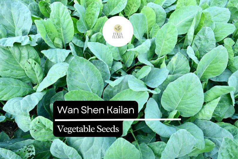 500mg Wan Shen Kailan Seeds Brassica Oleracea | Chinese Broccoli ...