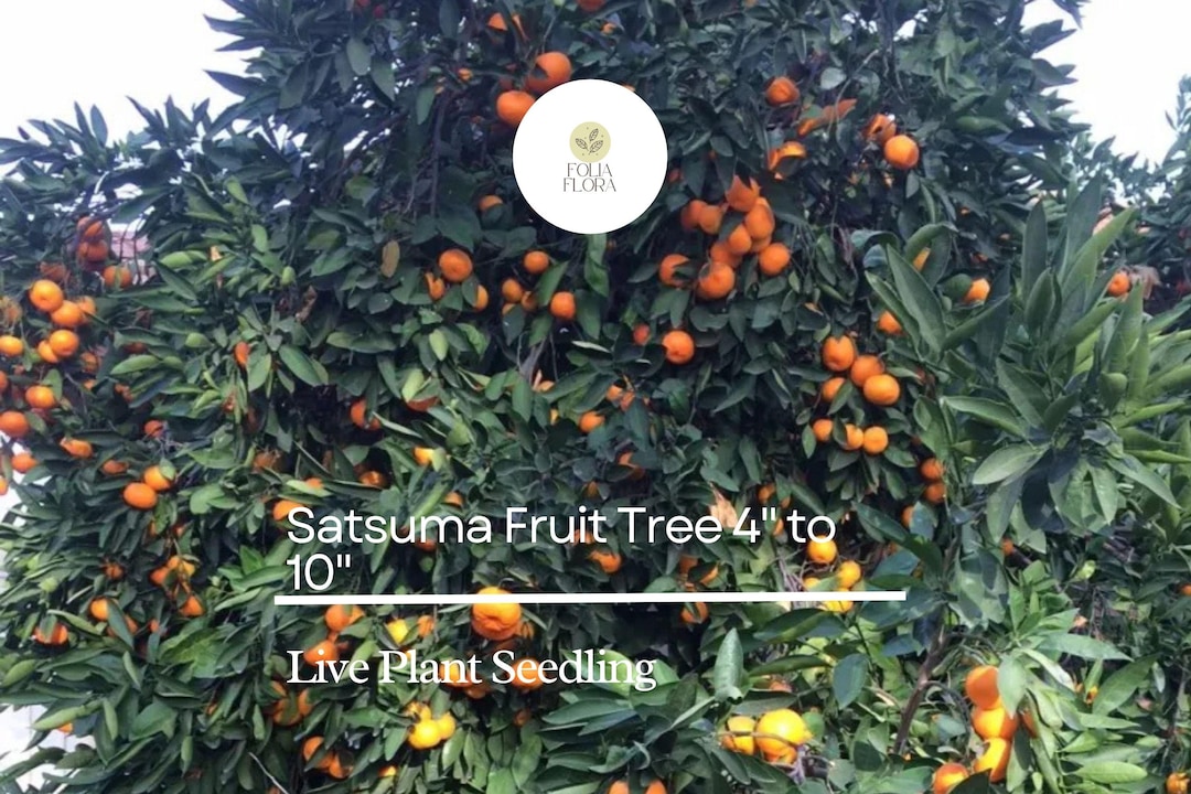 Satsuma Fruit Tree Citrus Unshiu Live 4-10 Inch Seedling | Sweet Juicy ...