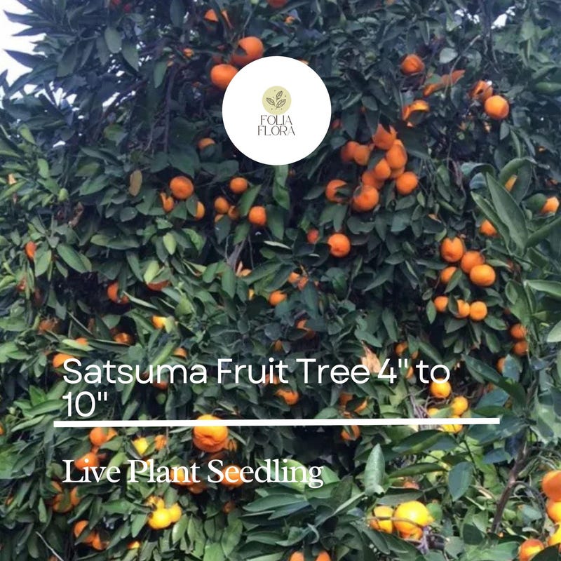 Owari Satsuma Mandarin Tree - Etsy