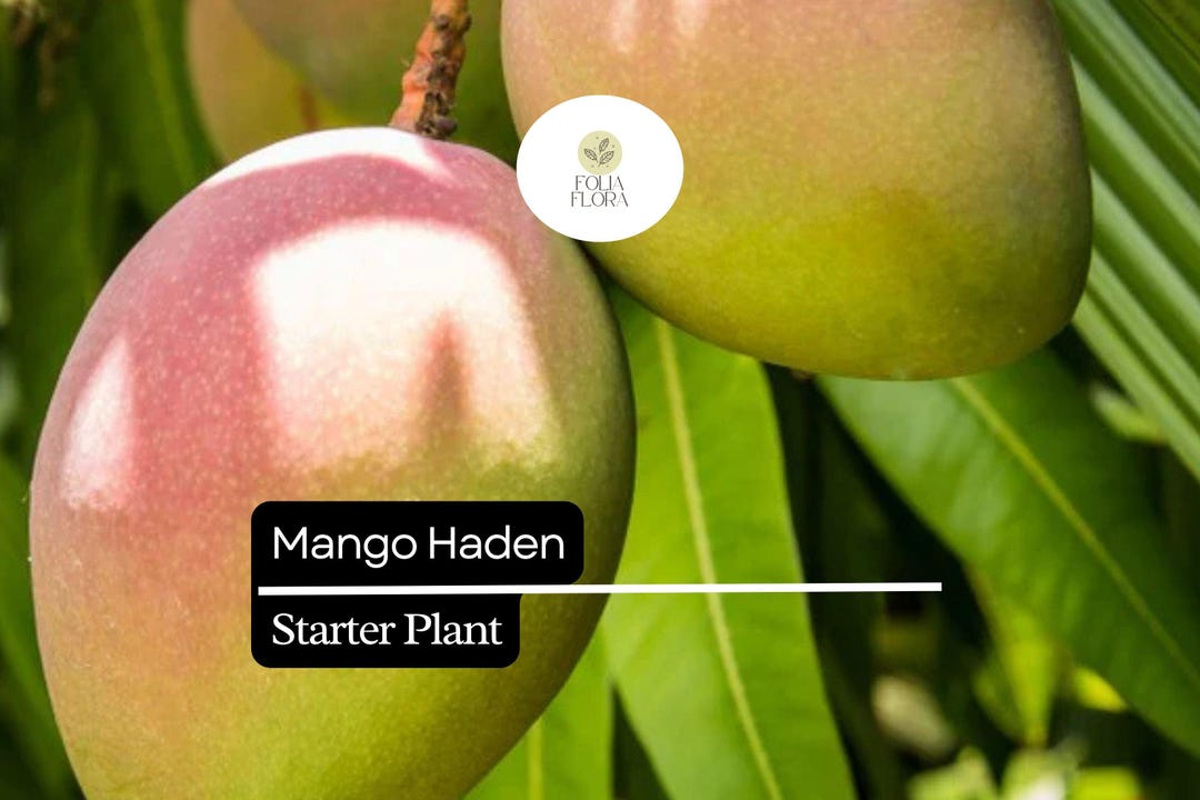 1 Starter Plant Mango Haden (mangifera) Live Tropical Fruit Tree 12″-24 ...