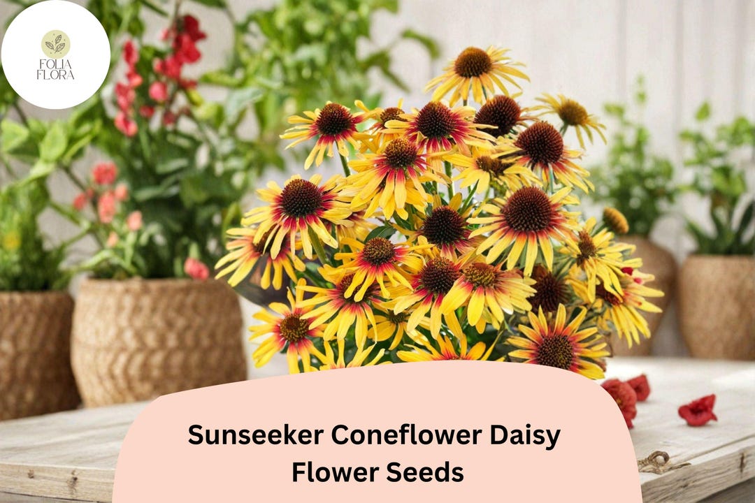 200+ Sunseeker Coneflower Daisy Seeds | Echinacea Purpurea | Vibrant ...