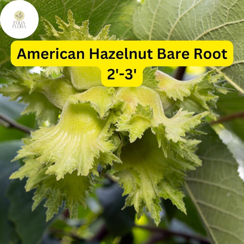 1 American Hazelnut Tree (corylus Americana) – Live Bare Root Plant 2 ...