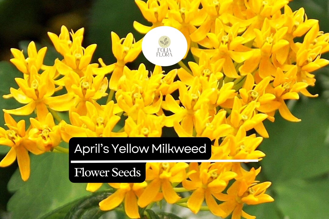 April's Yellow Milkweed Seeds | Monarch Butterfly Host Plant - Etsy