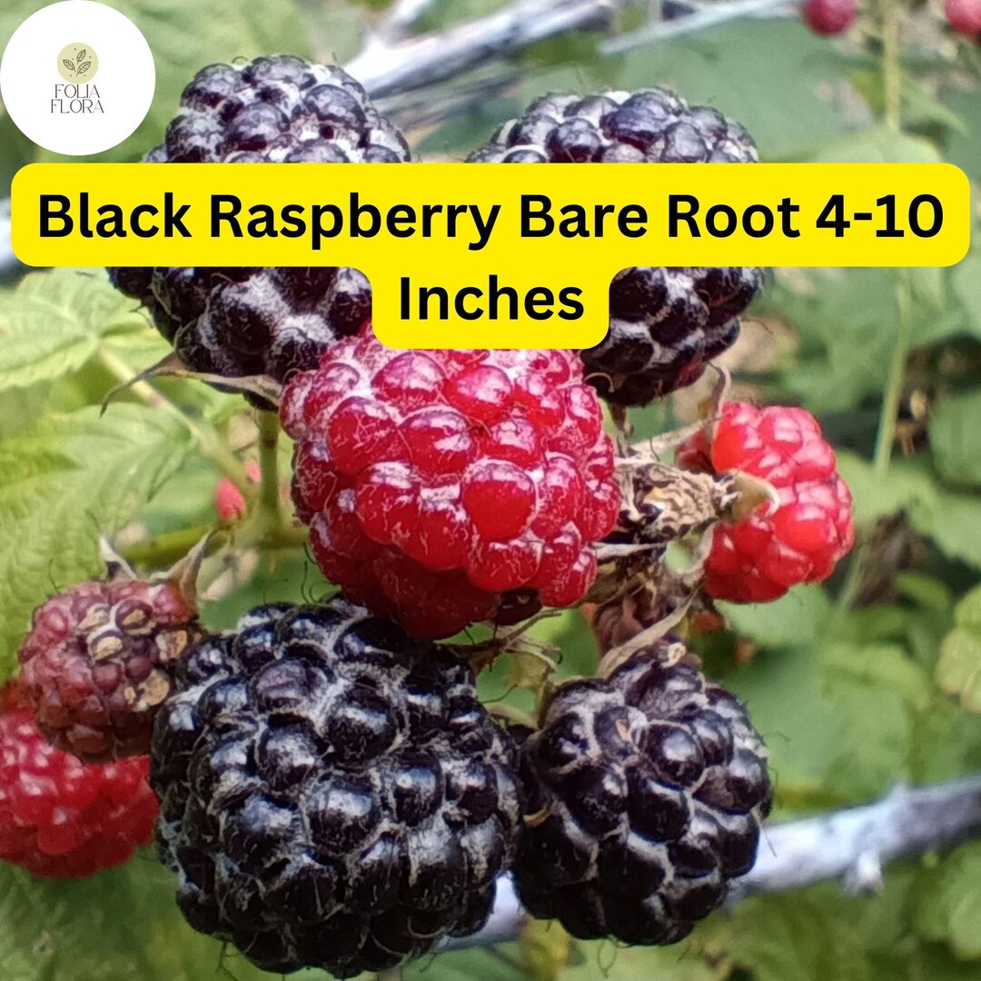 1 Black Raspberry Plant (mysore Rubus Niveus), Live Bare Root Starter ...