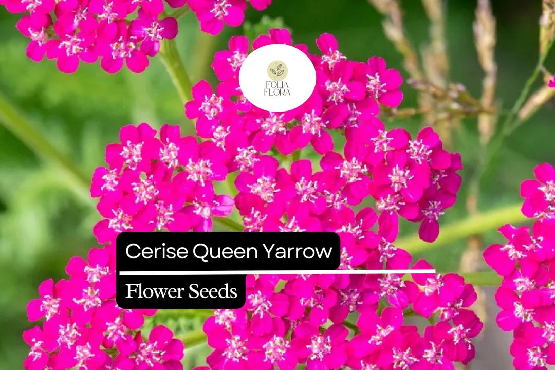 Cerise Queen Yarrow - Achillea Millefolium - Vibrant Pink Blooms for ...