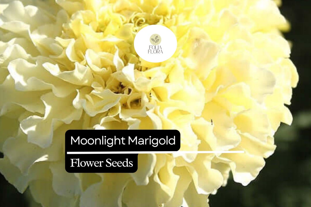 Moonlight Marigold - Tagetes Erecta - Pale Yellow Blooms - Elegant ...