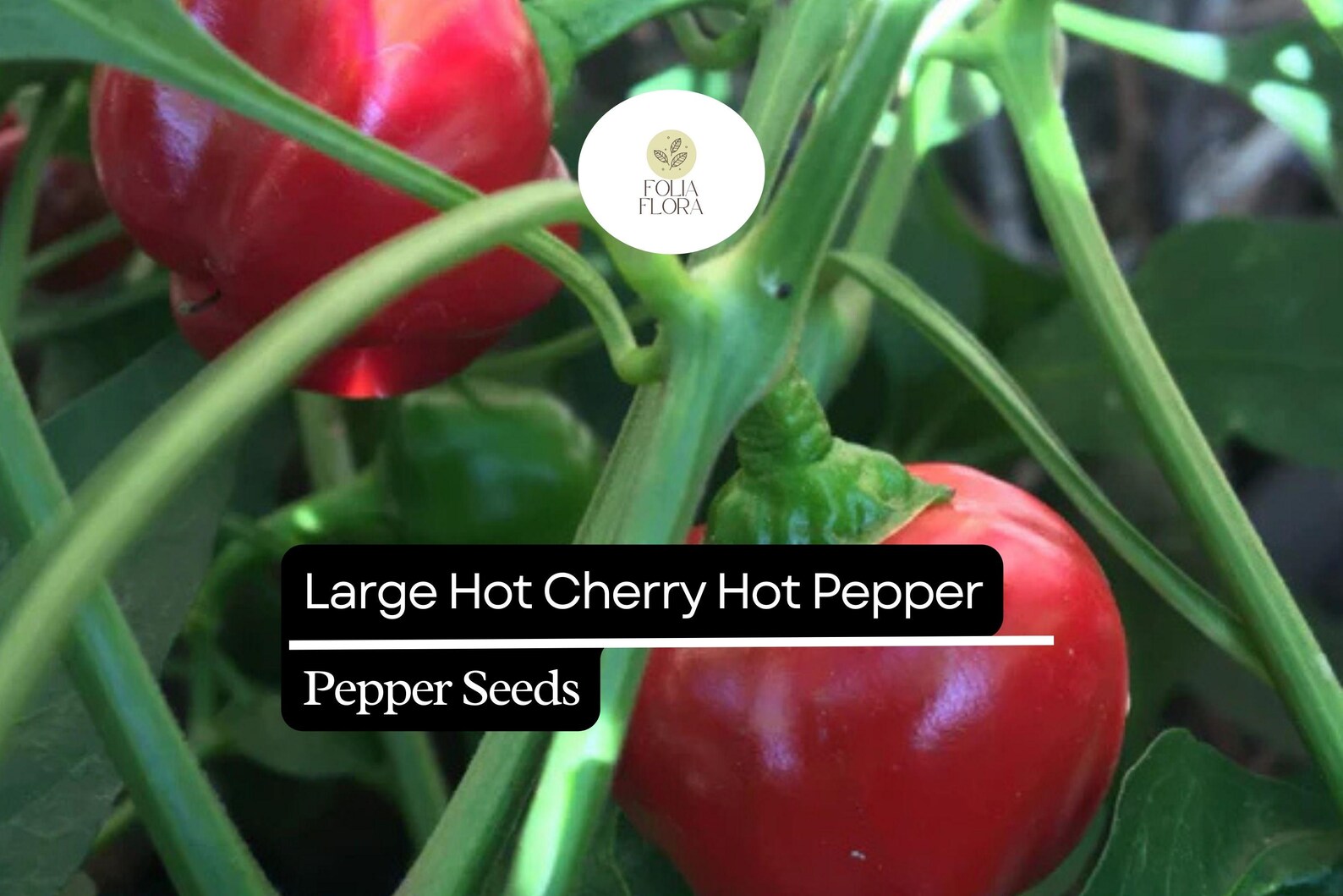 250mg Large Hot Cherry Pepper Seeds Capsicum Annuum | Medium-hot, Non ...