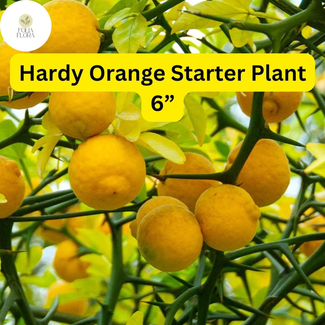 1 Poncirus Trifoliata Hardy Orange Tree 6” Fully Rooted Seedling - Cold ...