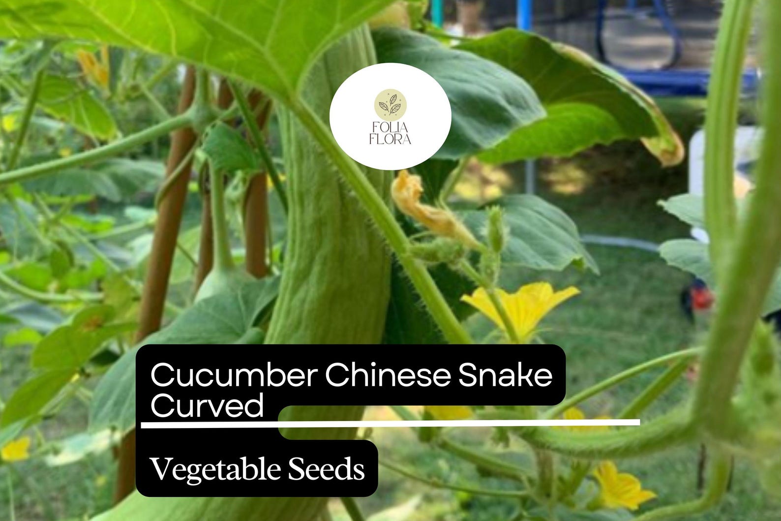 10 Seeds Cucumber Chinese Snake Curved | Cucumis Sativus | Heirloom ...