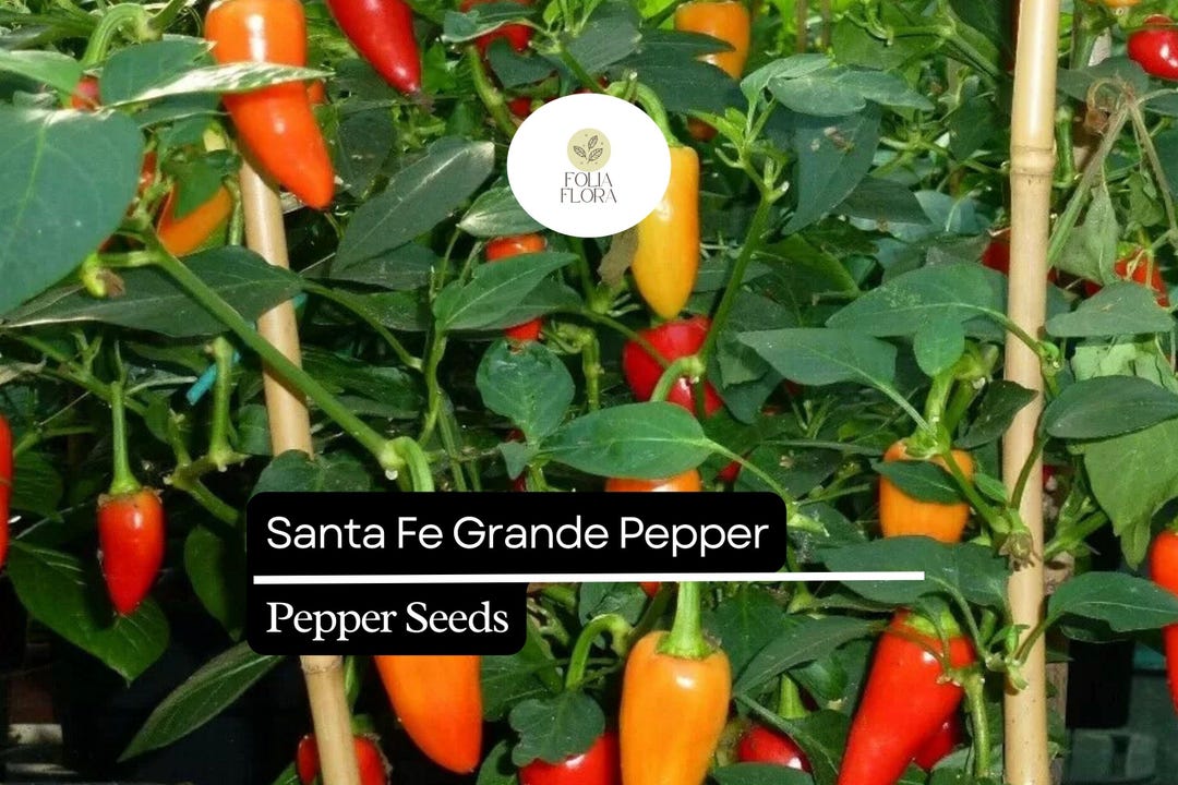 Santa Fe Grande Pepper Seeds – Heirloom Capsicum Annuum, Mildly Spicy ...