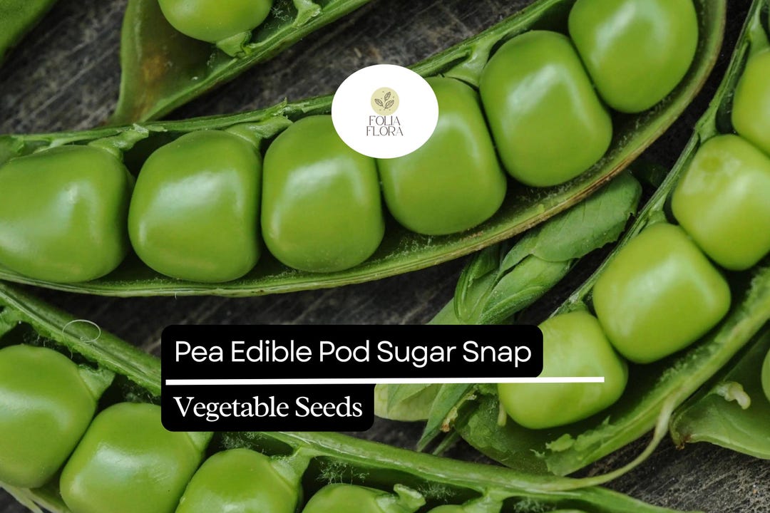 5g Pea Edible Pod Sugar Snap Seeds Pisum Sativum | Sweet, Crunchy ...
