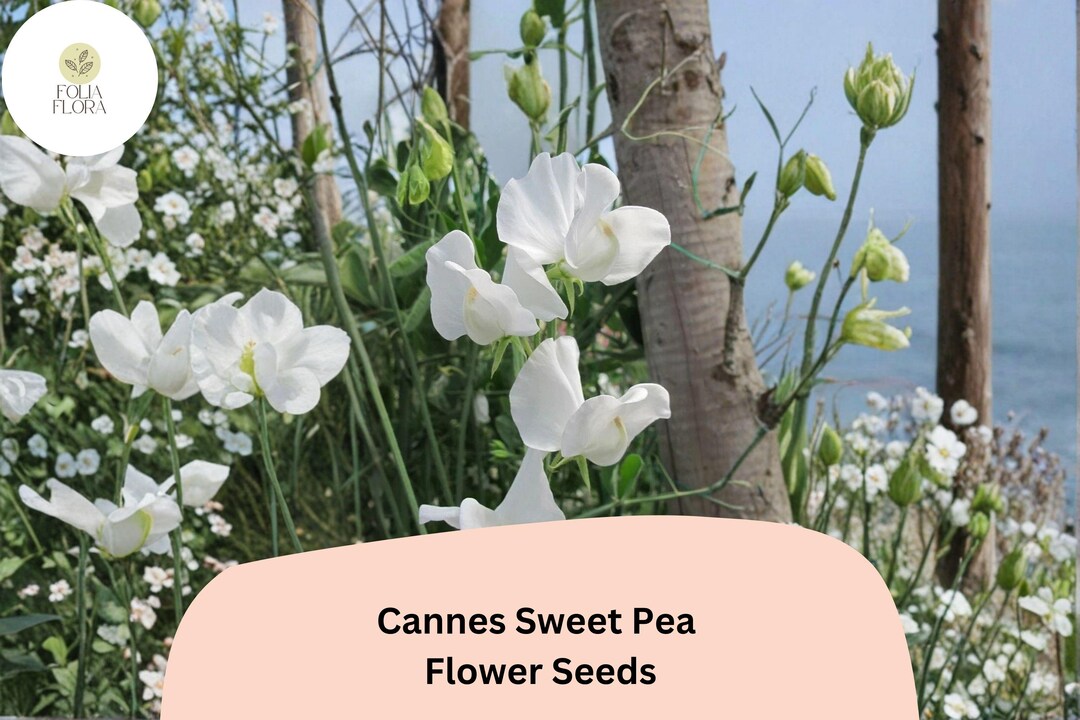 Cannes Sweet Pea Seeds | Lathyrus Odoratus Tall Climbing Annual Flower ...