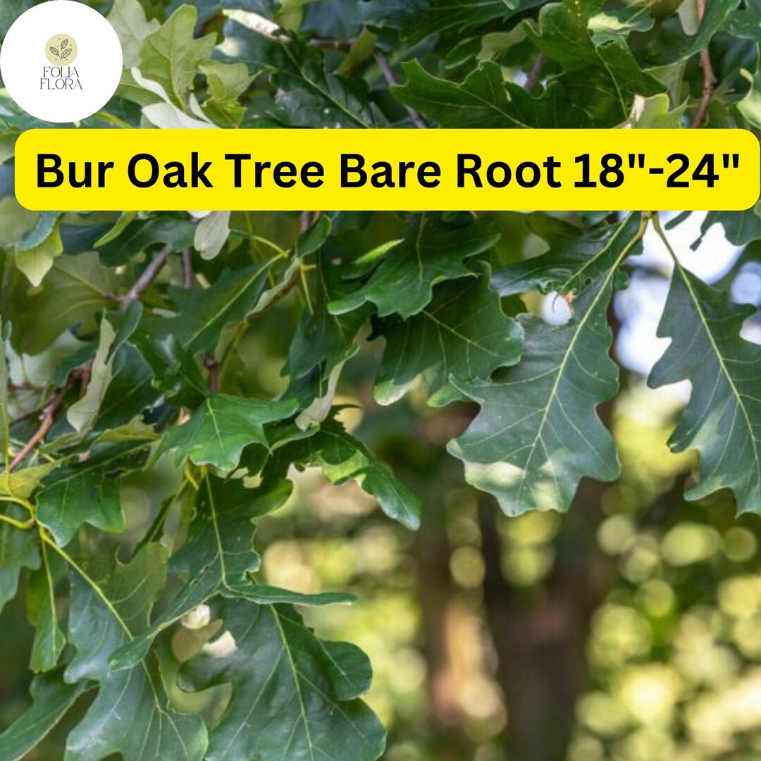 Live Bur Oak Tree - Bare Root, Hardy Shade Tree (zones 3-8) - Etsy
