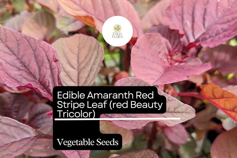 500mg Edible Amaranth Seeds Amaranthus Tricolor Red Beauty Red Stripe ...