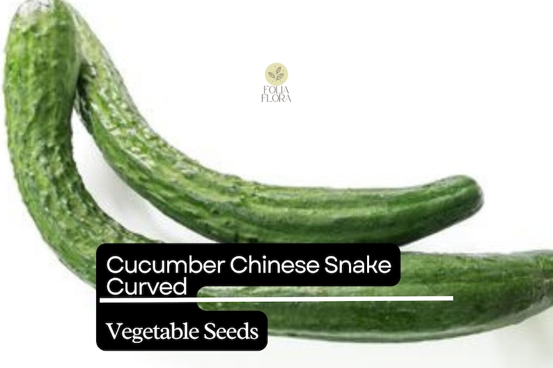 10 Seeds Cucumber Chinese Snake Curved | Cucumis Sativus | Heirloom ...