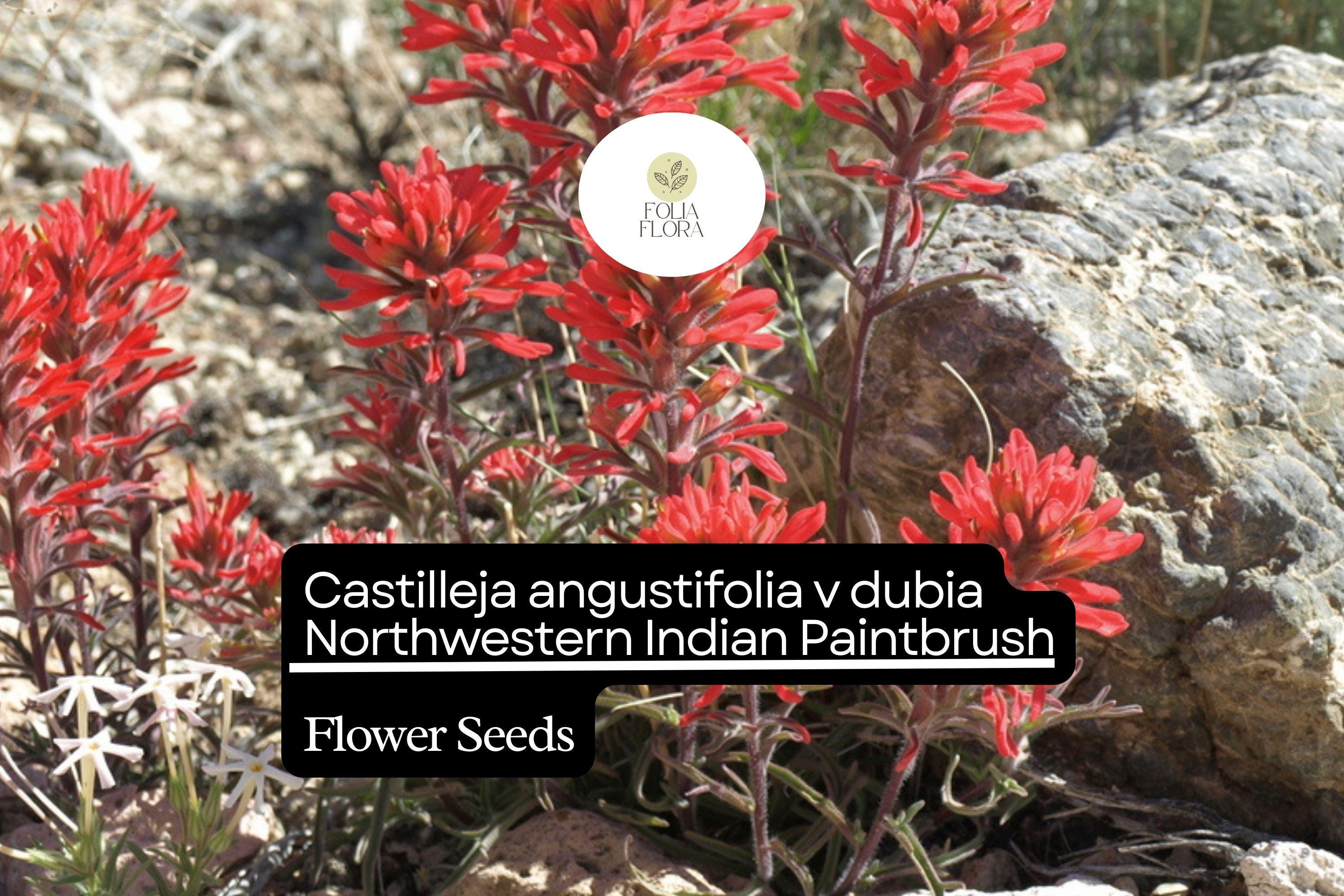 300 Seeds Northwestern Indian Paintbrush Castilleja Angustifolia V ...