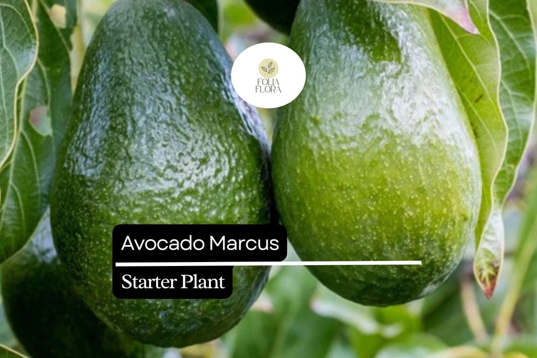 1 Avocado Marcus Tree (persea Americana) Live Starter Plant – Tropical ...