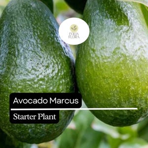 Marcus Avocado Tree Live - Etsy