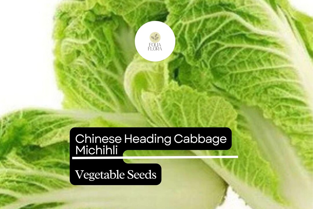 500mg Chinese Heading Cabbage Michihli Seeds Brassica Rapa | Sweet ...