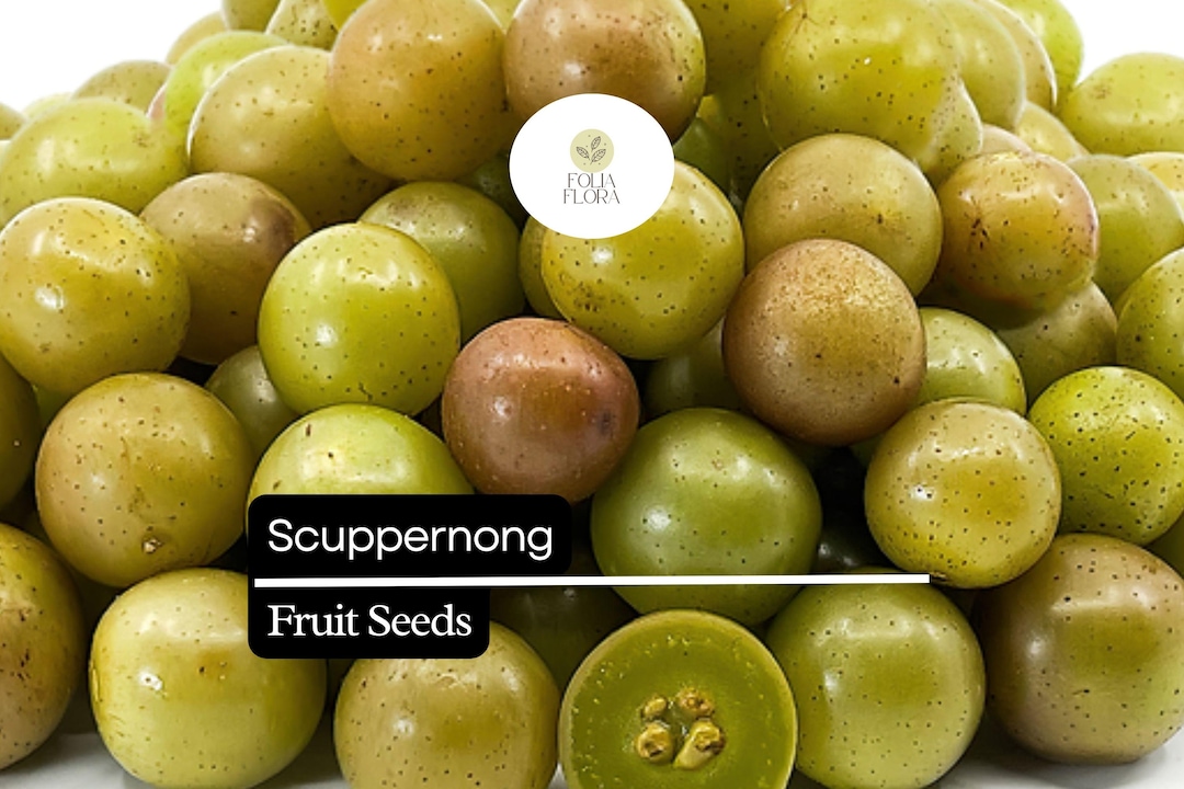 Scuppernong Grape Seeds (vitis Rotundifolia) | 5 Seeds | Grow Sweet ...
