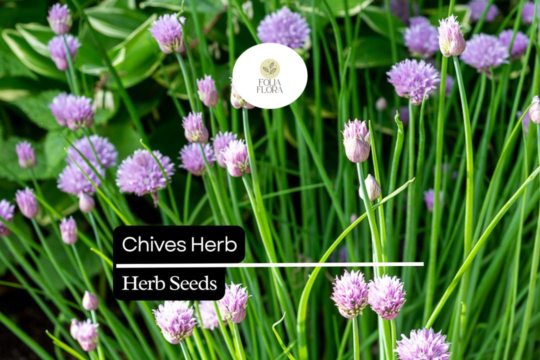 150 Chive Herb Seeds – Allium Schoenoprasum – Heirloom, Perennial, Mild ...