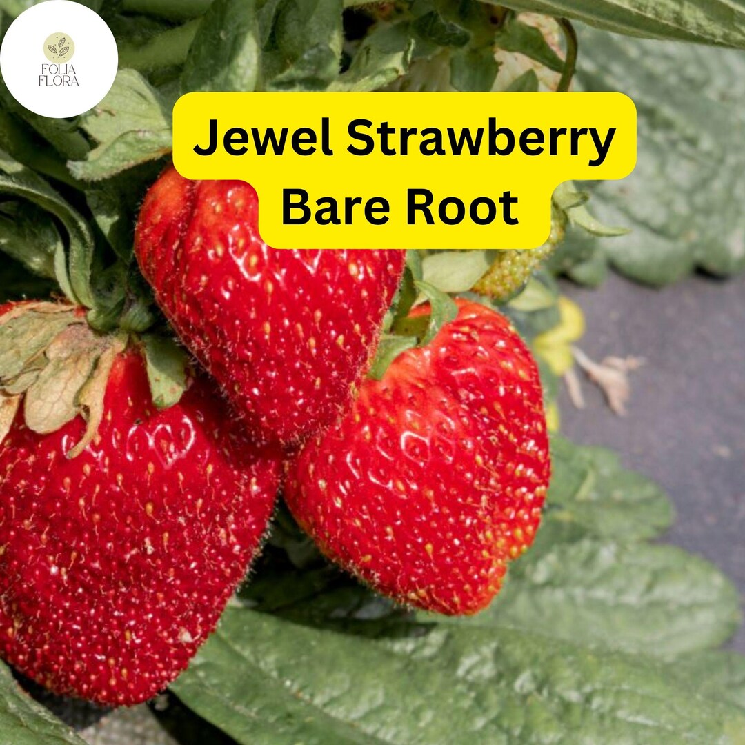 Jewel Strawberry - Fragaria X Ananassa - Bare Root Strawberry Plants - Etsy