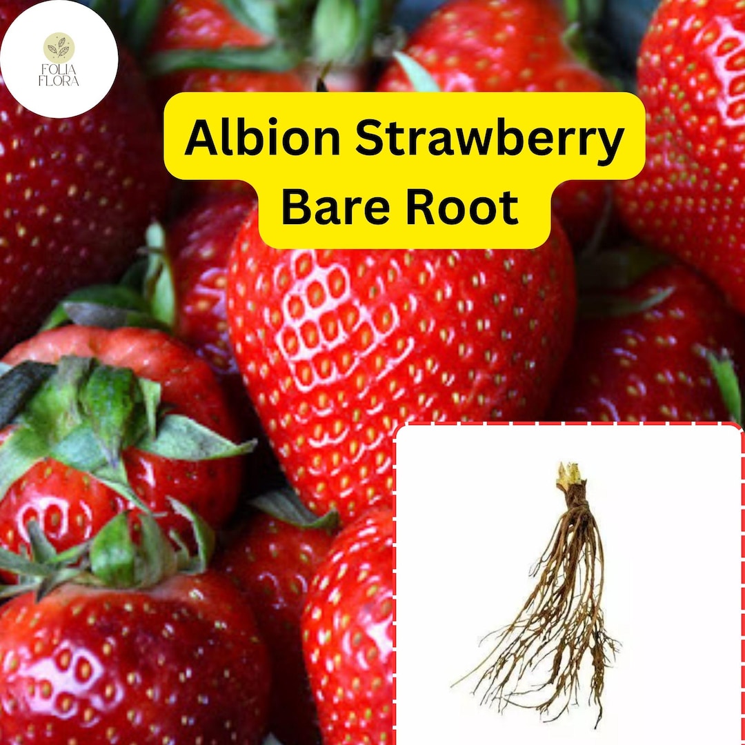 25 Bare Root Albion Strawberry Plants | Day Neutral Fragaria X Ananassa ...