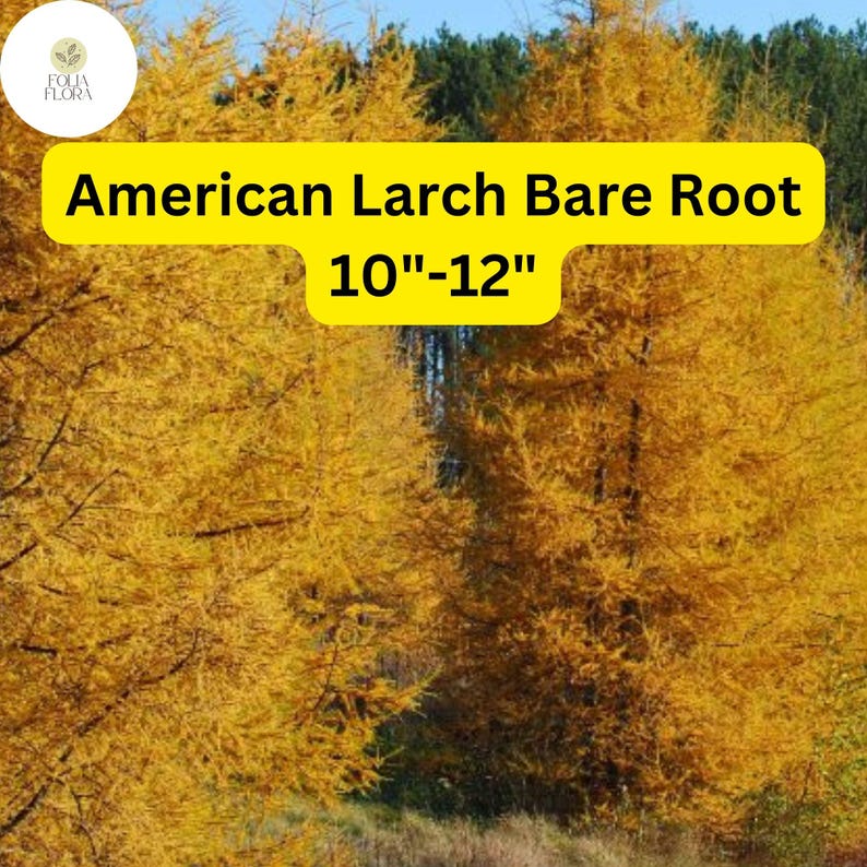 1 American Larch Tree, Live Bare Root Plant, Larix Laricina, Hardy ...