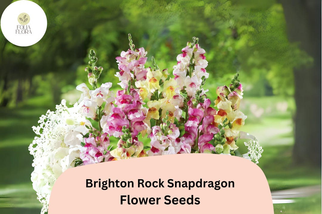 Brighton Rock Snapdragon Seeds (antirrhinum Majus) | 1000+ Seeds ...