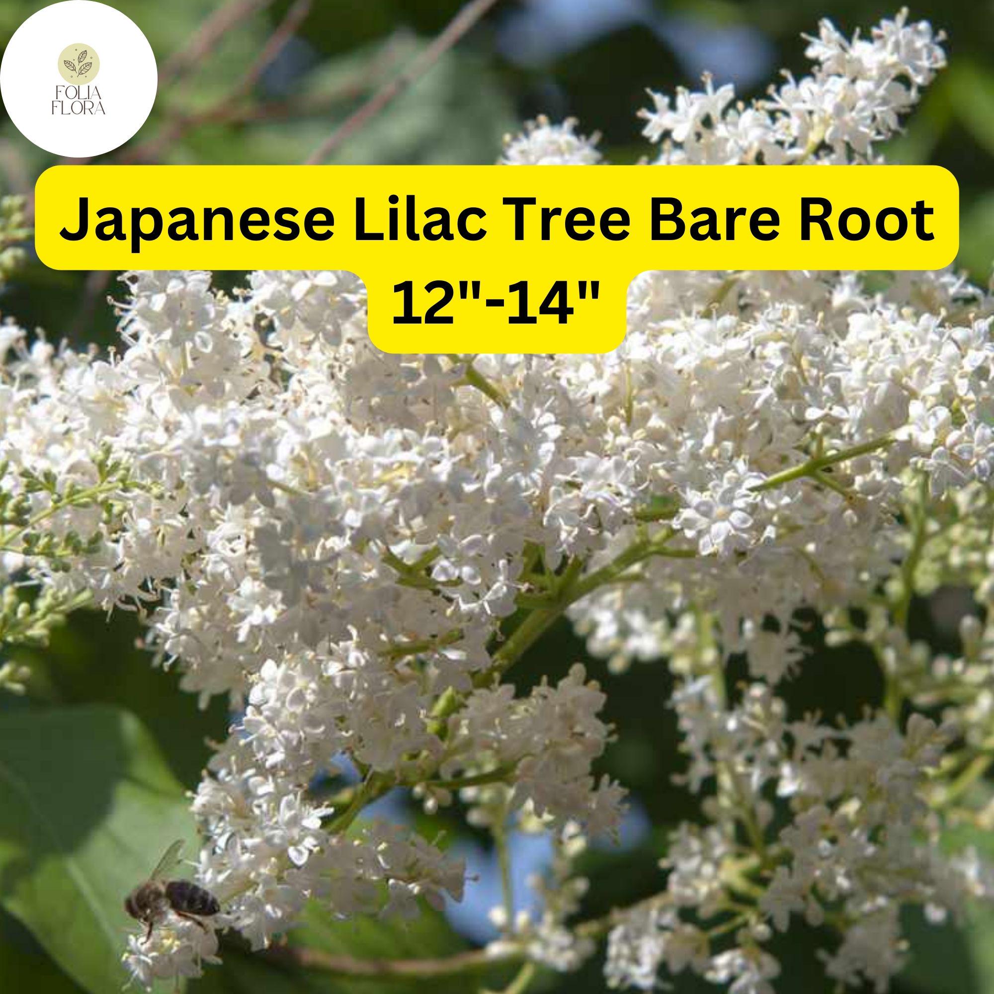 1 Syringa Reticulata Japanese Lilac Tree - Live Bare Root Plant 12"-14 ...