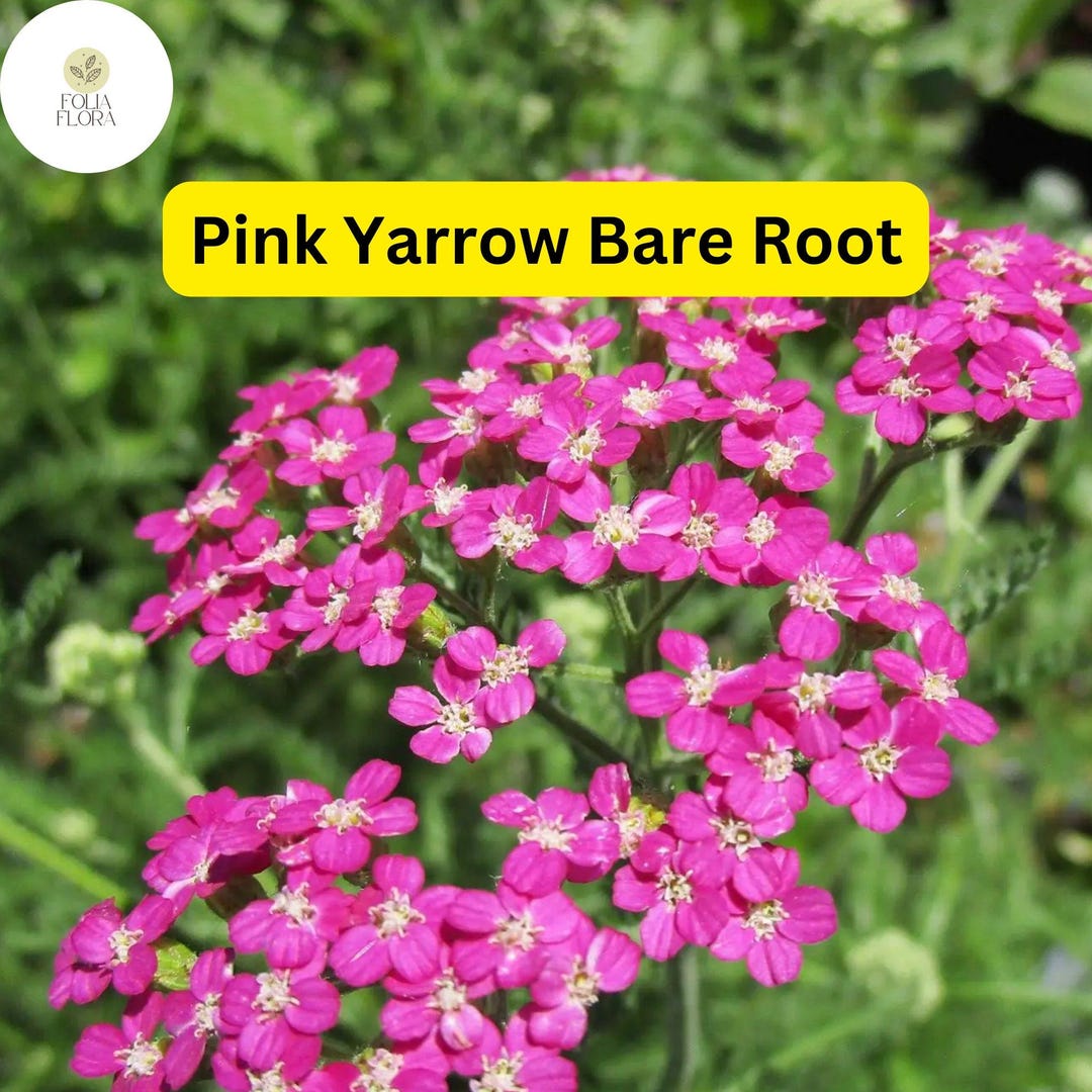 1 Pretty Pink Yarrow (achillea Millefolium) Perennial Bare Root Live ...