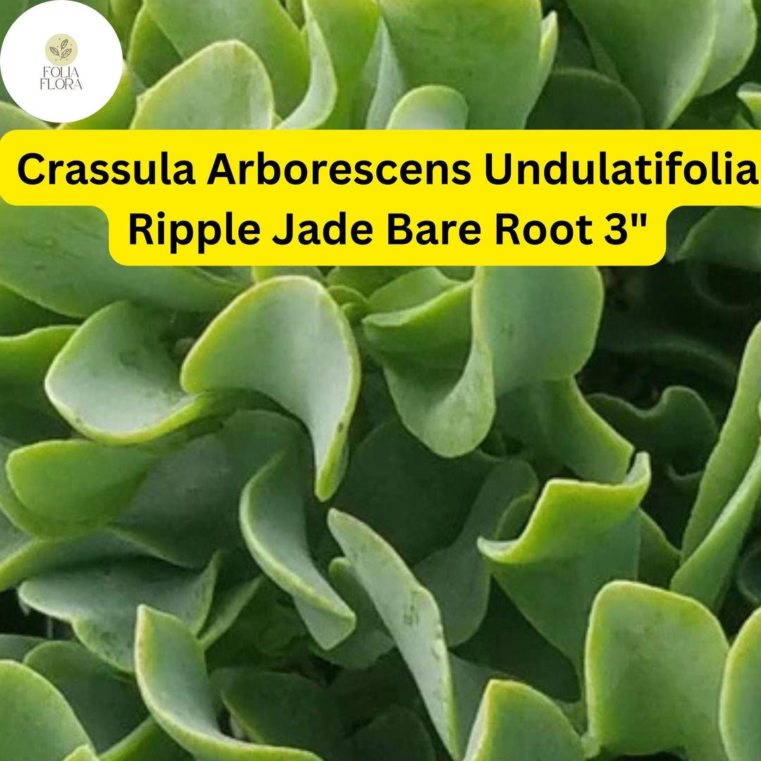 Crassula Arborescens Undulatifolia ‘ripple Jade’ | 1 Live 3” Bare Root ...