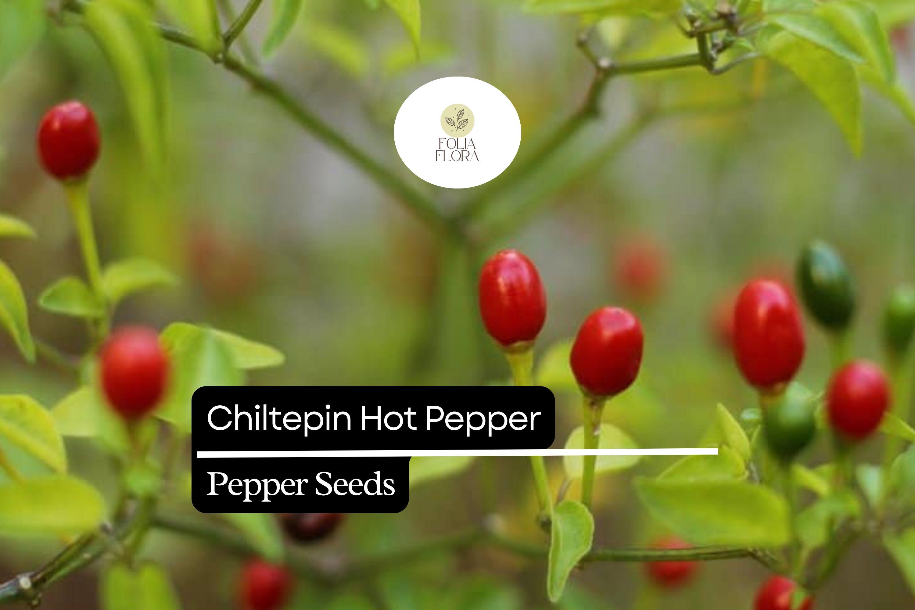 250mg Chiltepin Hot Pepper Seeds Capsicum Annuum | Wild Chili, Very Hot ...