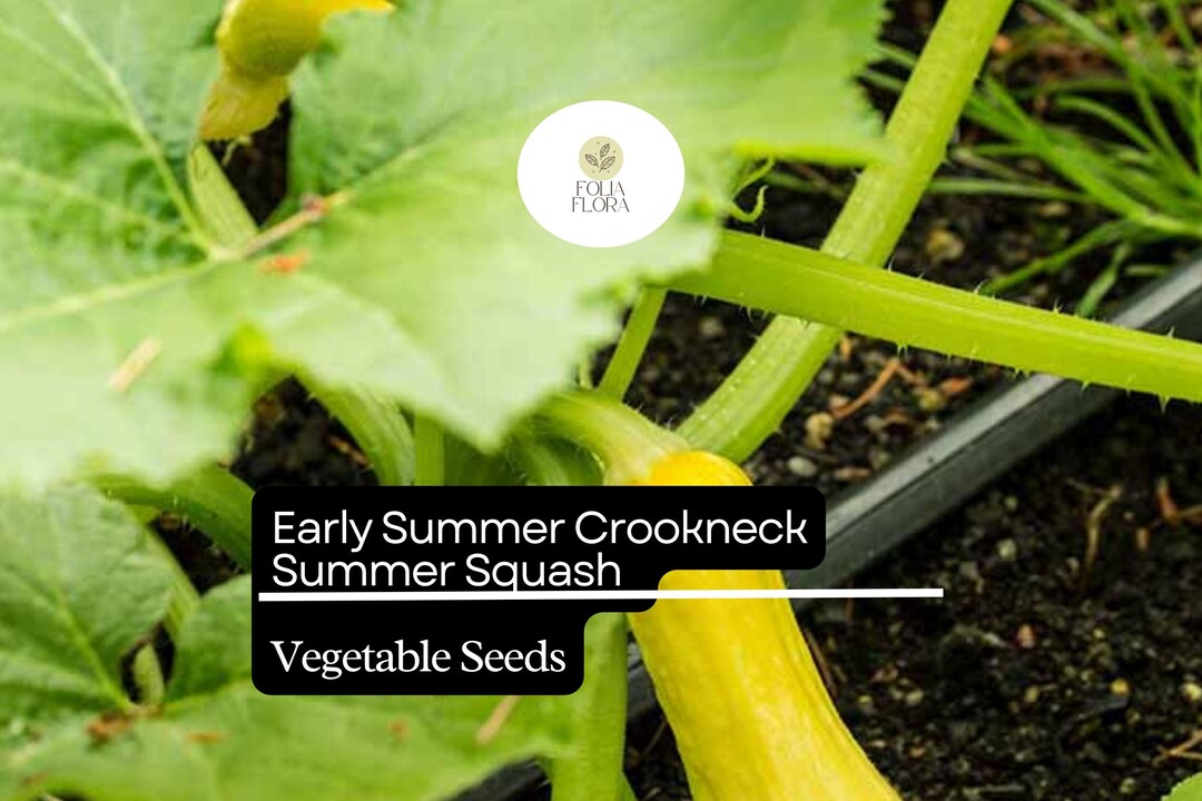 10 Seeds Early Summer Crookneck Squash Cucurbita Pepo | Non-gmo, High ...