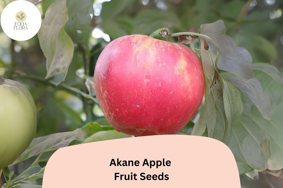 25+ Akane Apple Seeds | Crisp Red Heirloom Variety | Malus Domestica ...
