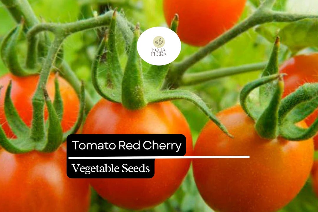 100mg Tomato Red Cherry Seeds Solanum Lycopersicum | Heirloom, Juicy ...